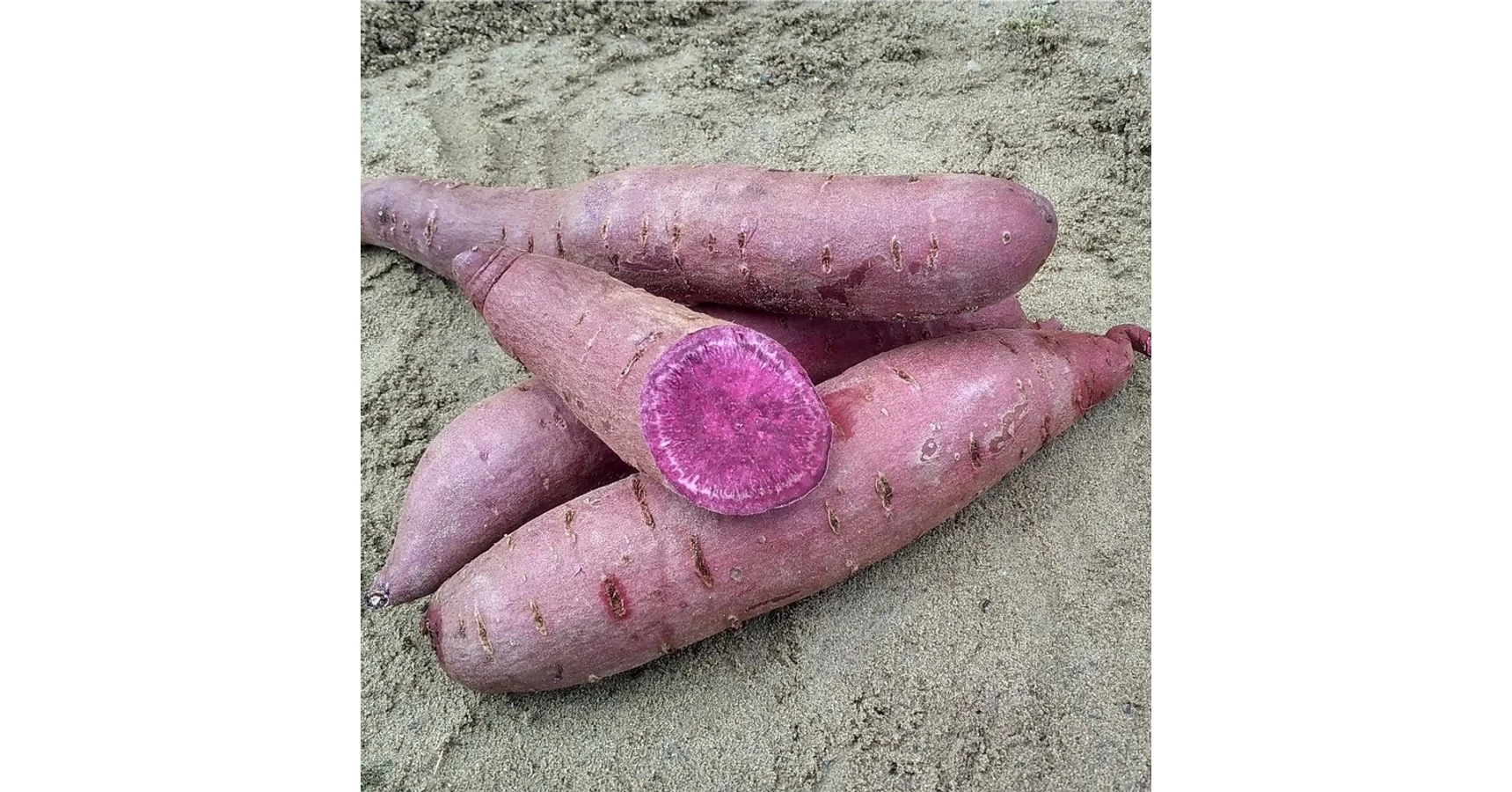 Lila batátapalánta rendelés | batatapalanta.hu